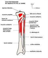 Tibia - PhysioStudent